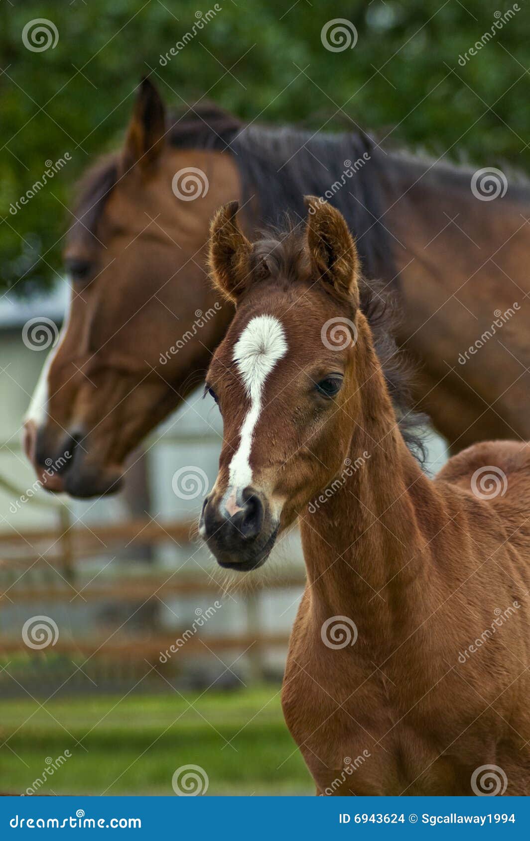 Potro, potro y madre foto de archivo. Imagen de seguridad - 6943624