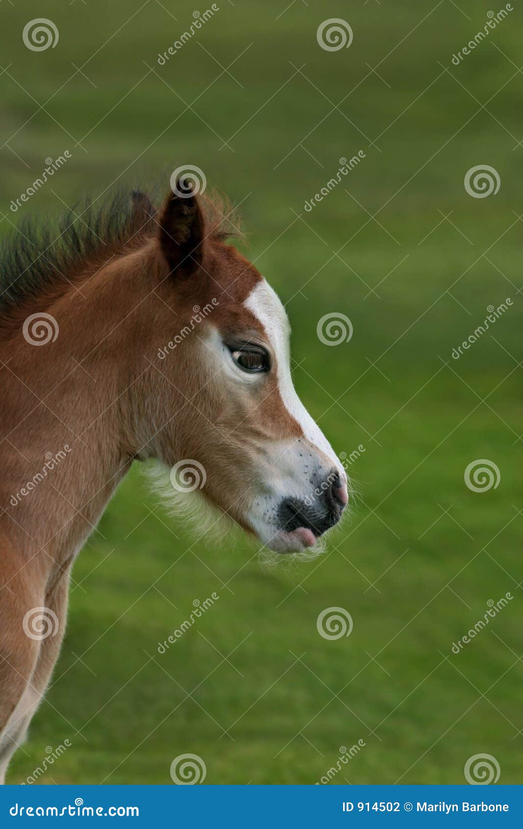 Potro recién nacido foto de archivo. Imagen de puro, potros - 914502