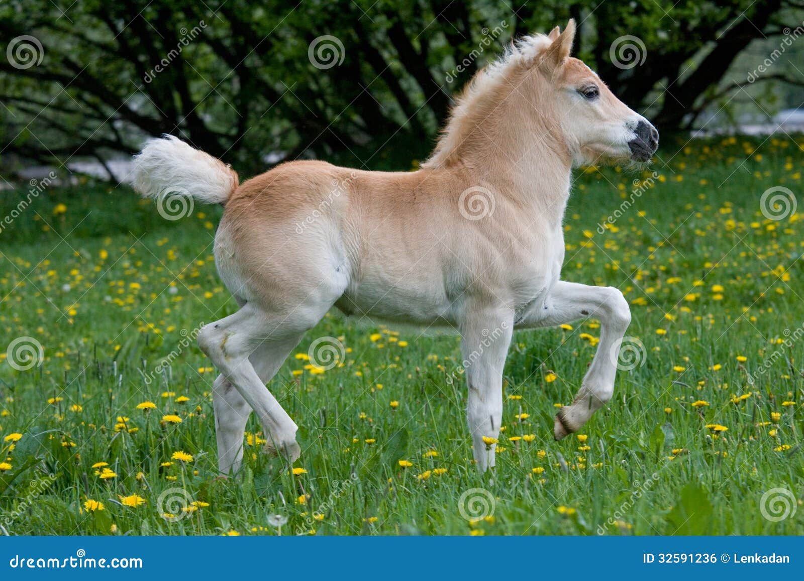 Potro Running Do Pônei Do Haflinger Foto de Stock - Imagem de animal ...