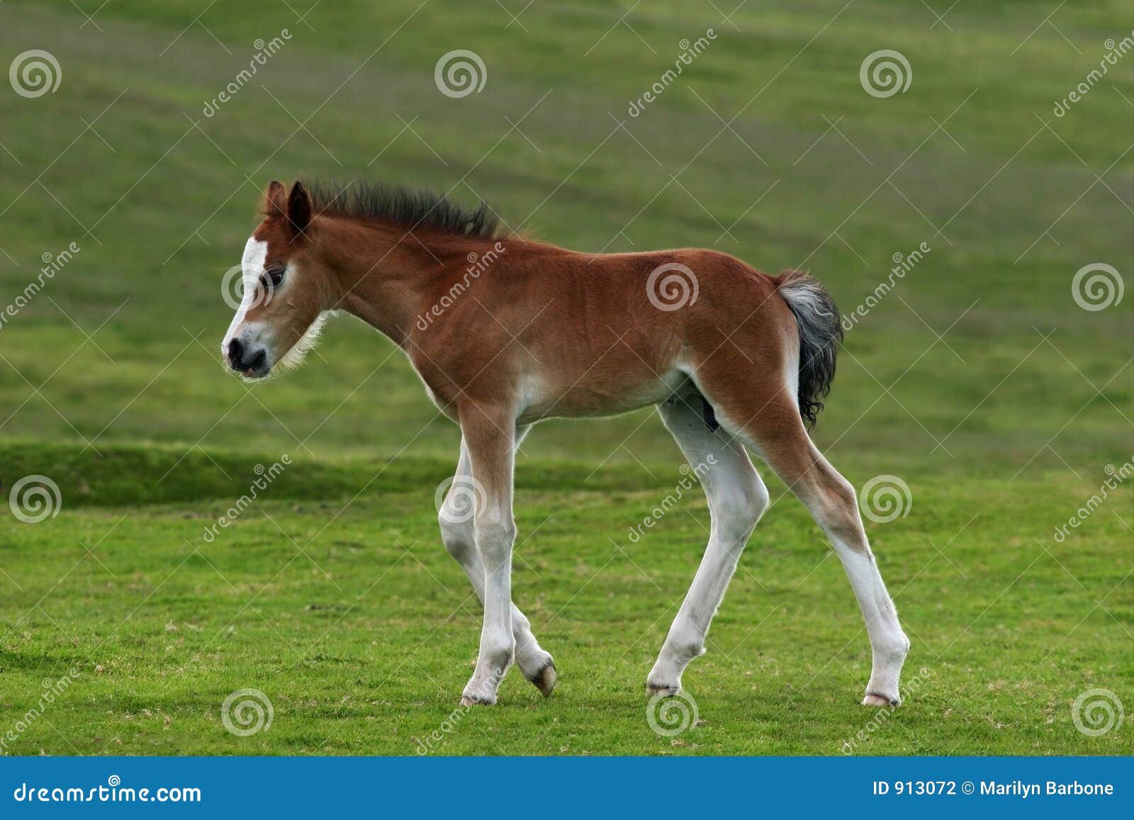 Potro salvaje foto de archivo. Imagen de prado, libertad - 913072