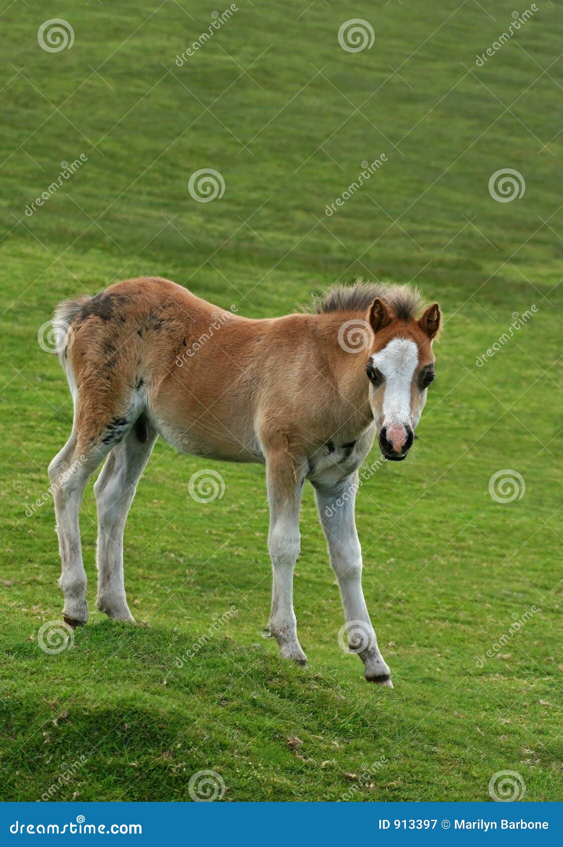 Potro salvaje imagen de archivo. Imagen de paseo, equino - 913397