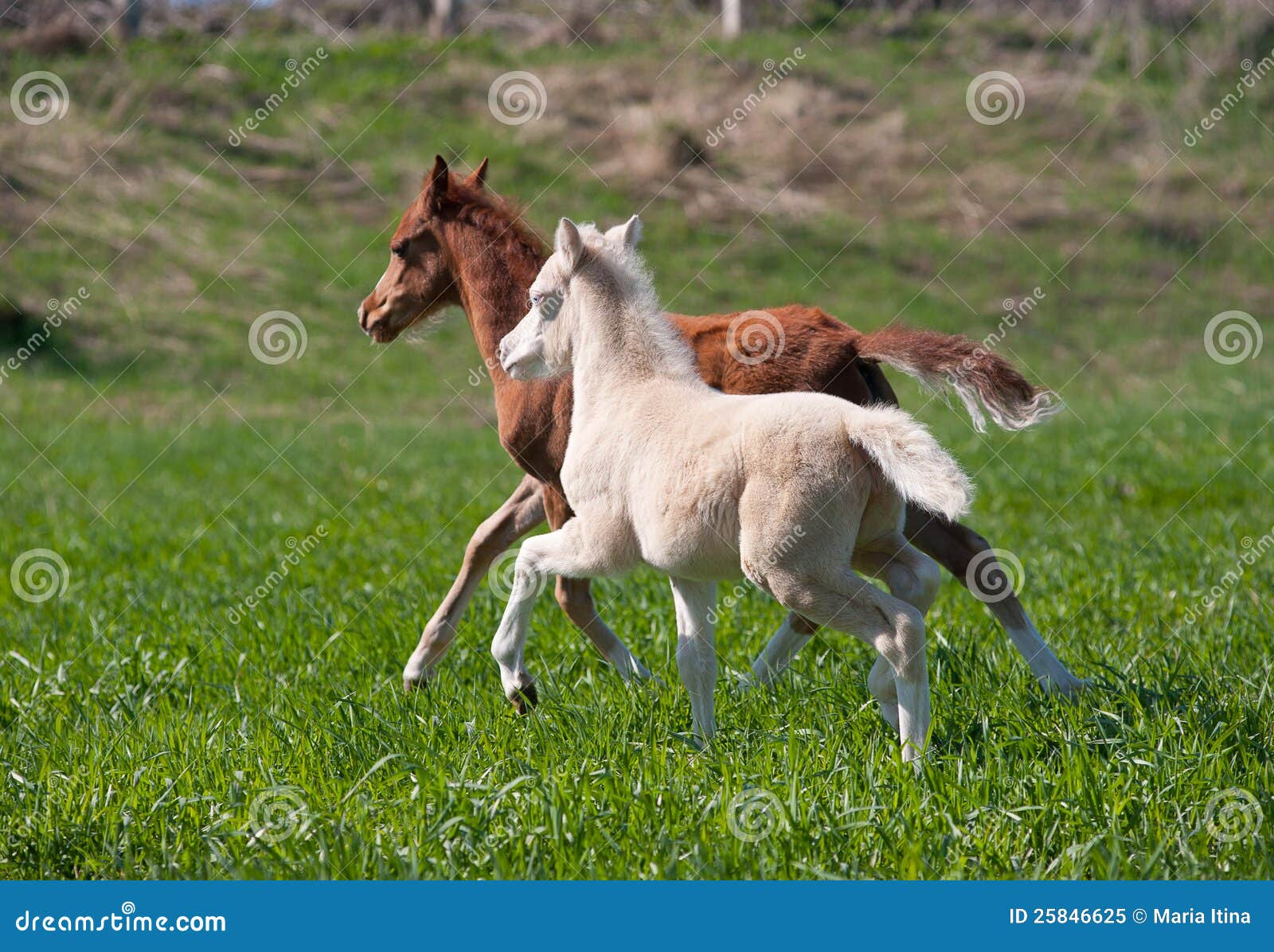 Potros imagem de stock. Imagem de campo, piloto, homem - 25846625