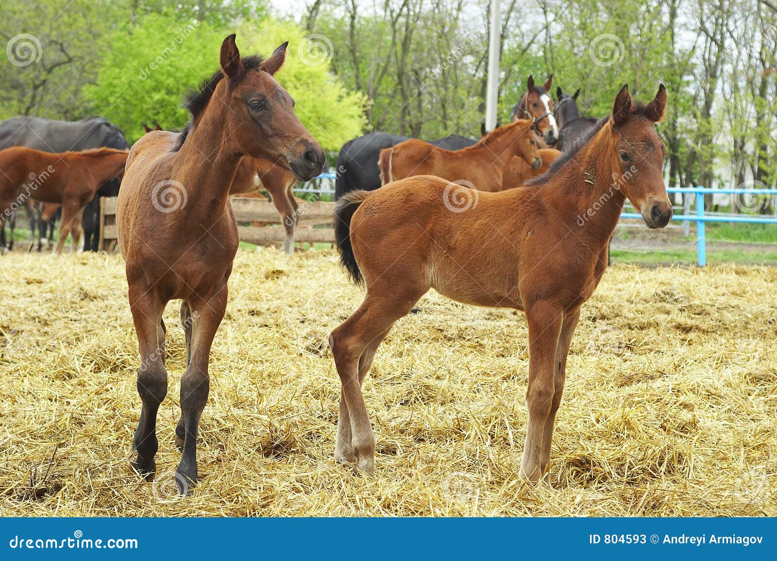 Potros imagen de archivo. Imagen de golpeador, potro, poste - 804593