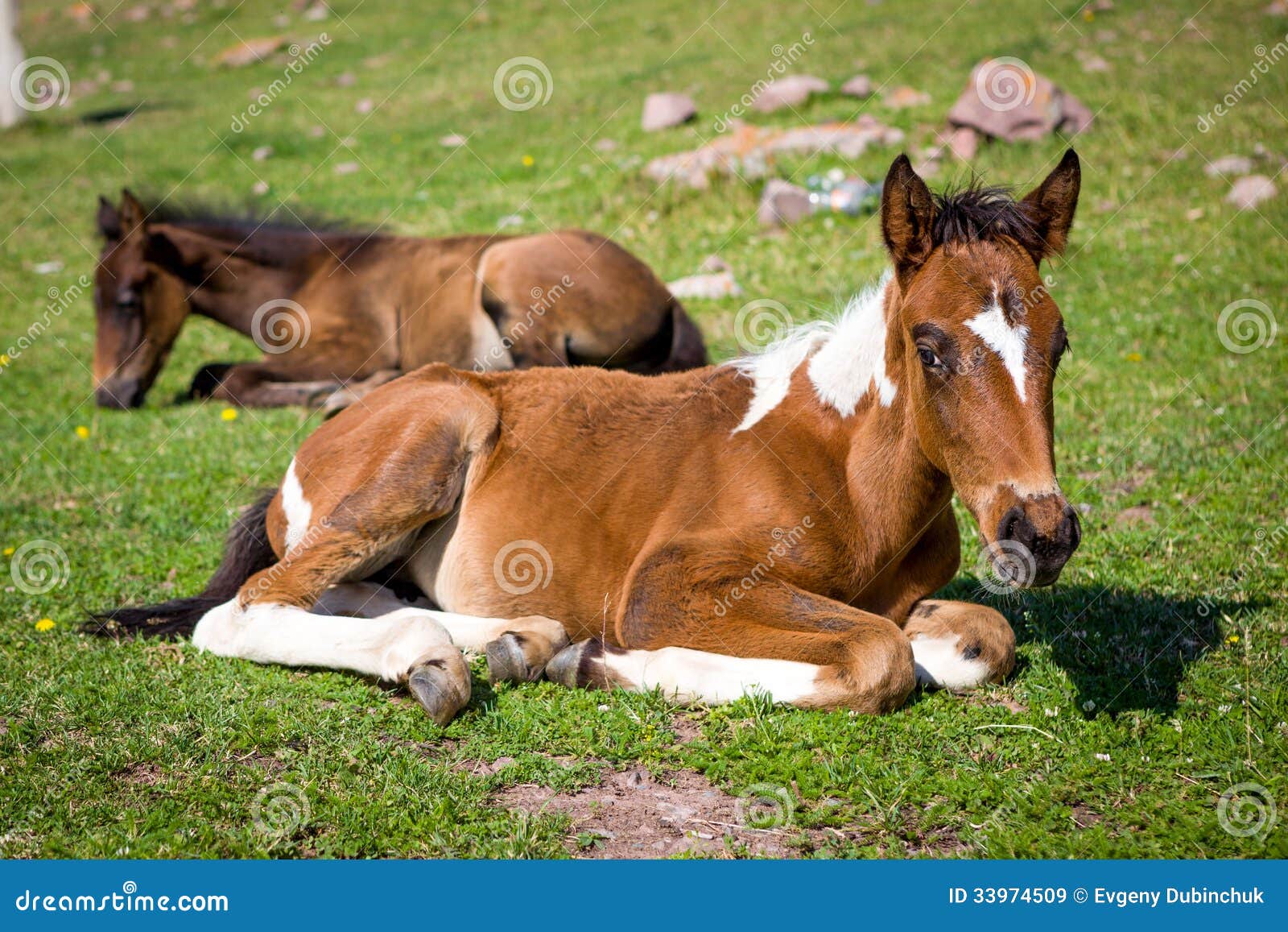 Potros Bonitos Pequenos Na Grama Imagem de Stock - Imagem de monte ...