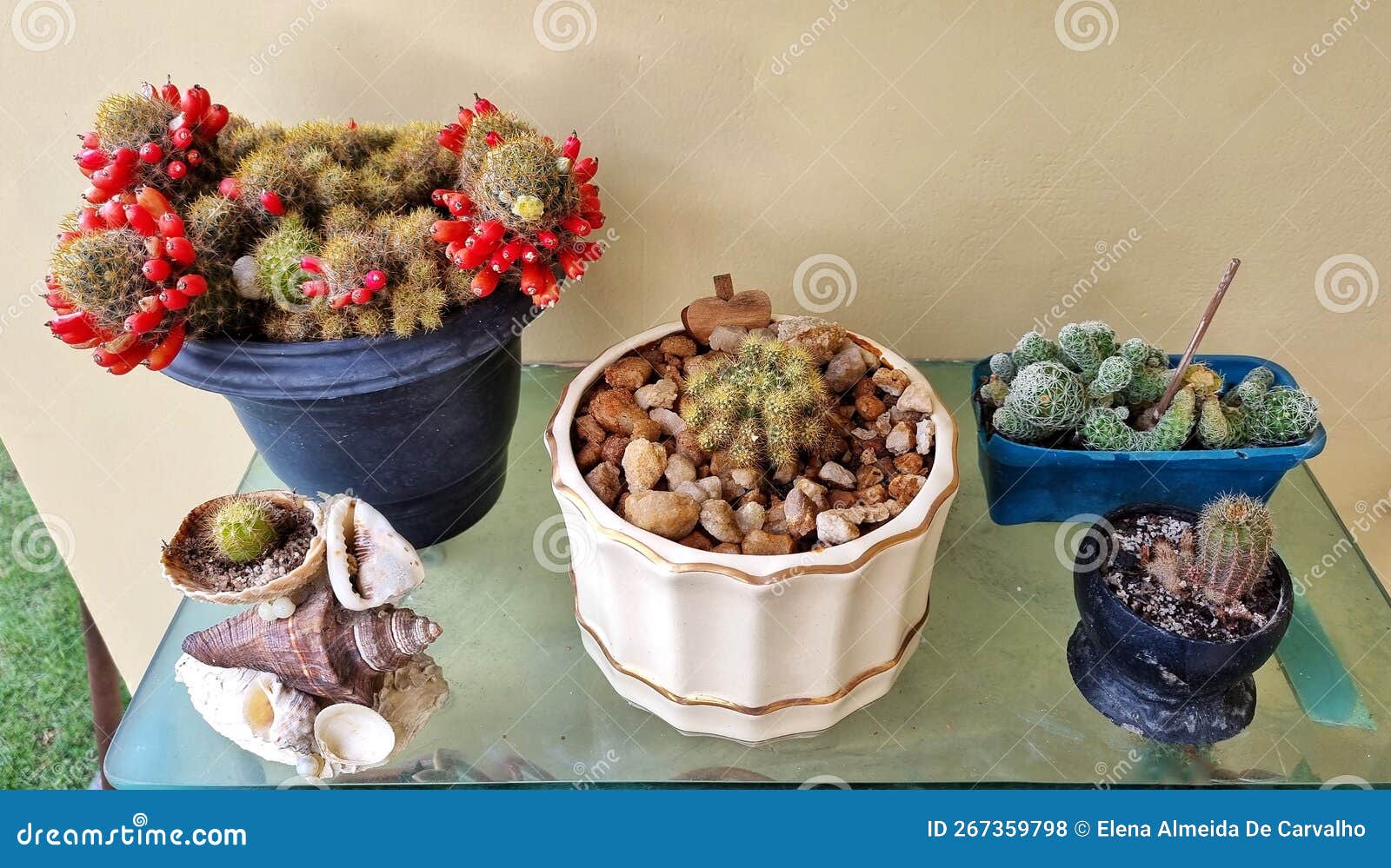 Pots with Cacti and Snail Shells Stock Photo - Image of vases, colorful ...