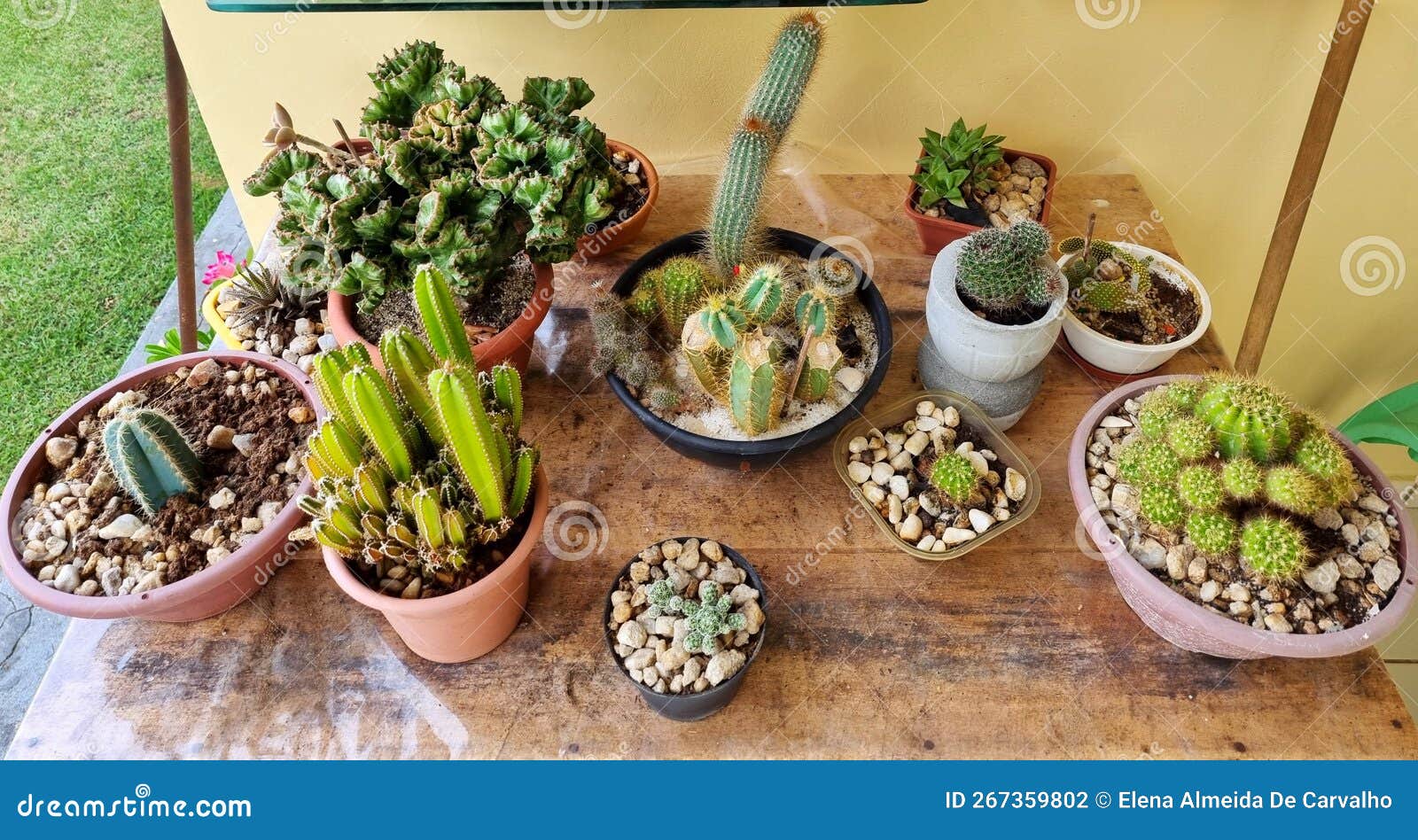 Pots with Beautiful Cacti Seen from Above Stock Photo - Image of spines ...