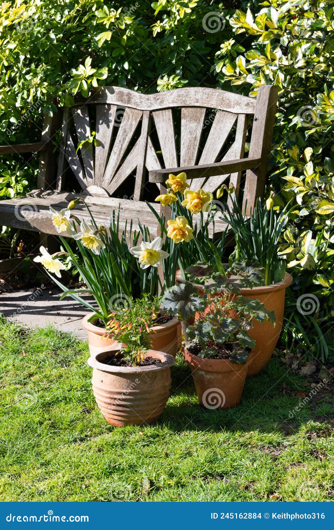 Pots of Daffodils in Front of a Garden Bench Stock Photo - Image of ...