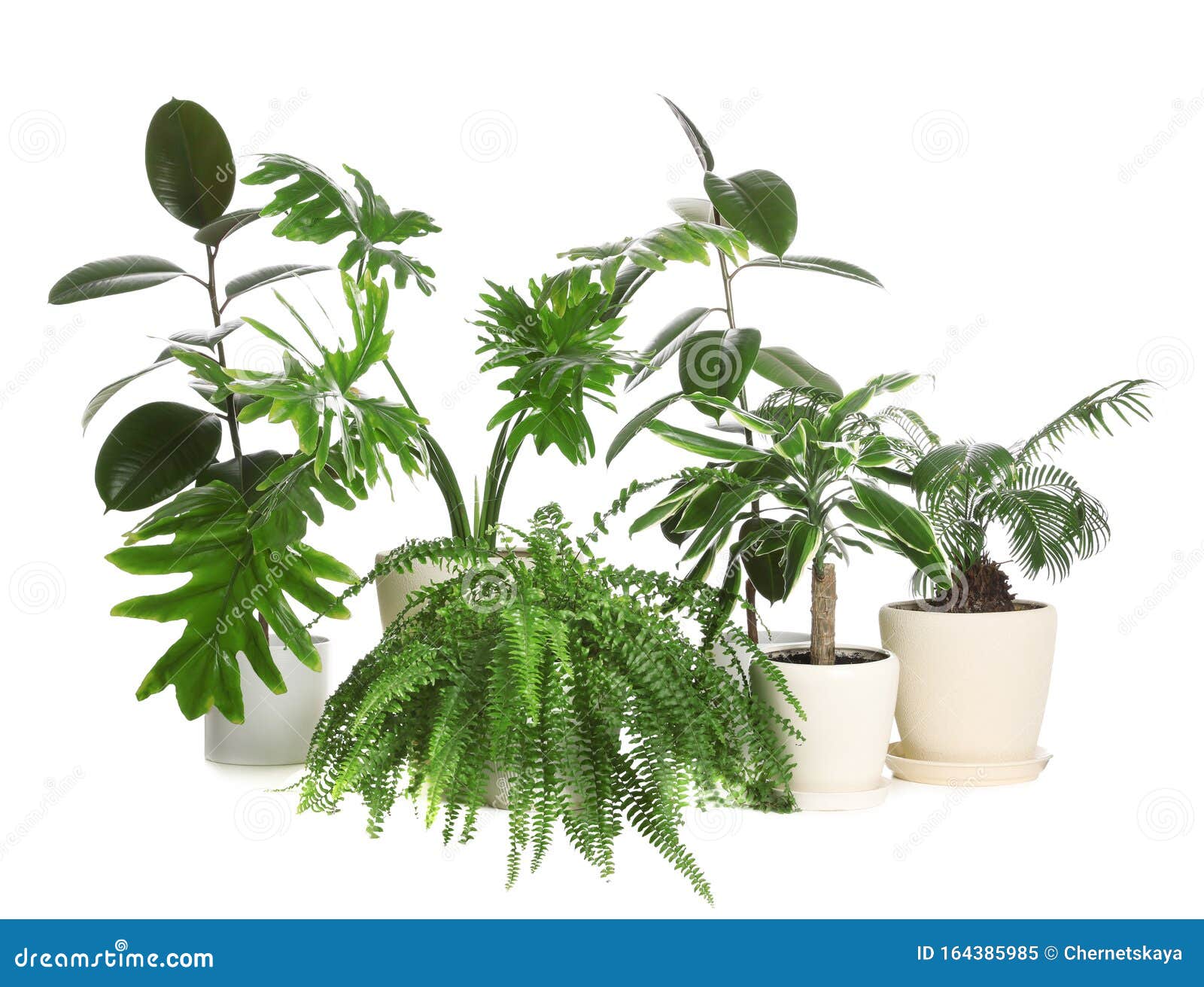 Pots with Different Exotic Plants Isolated. Home Decor Stock Image ...