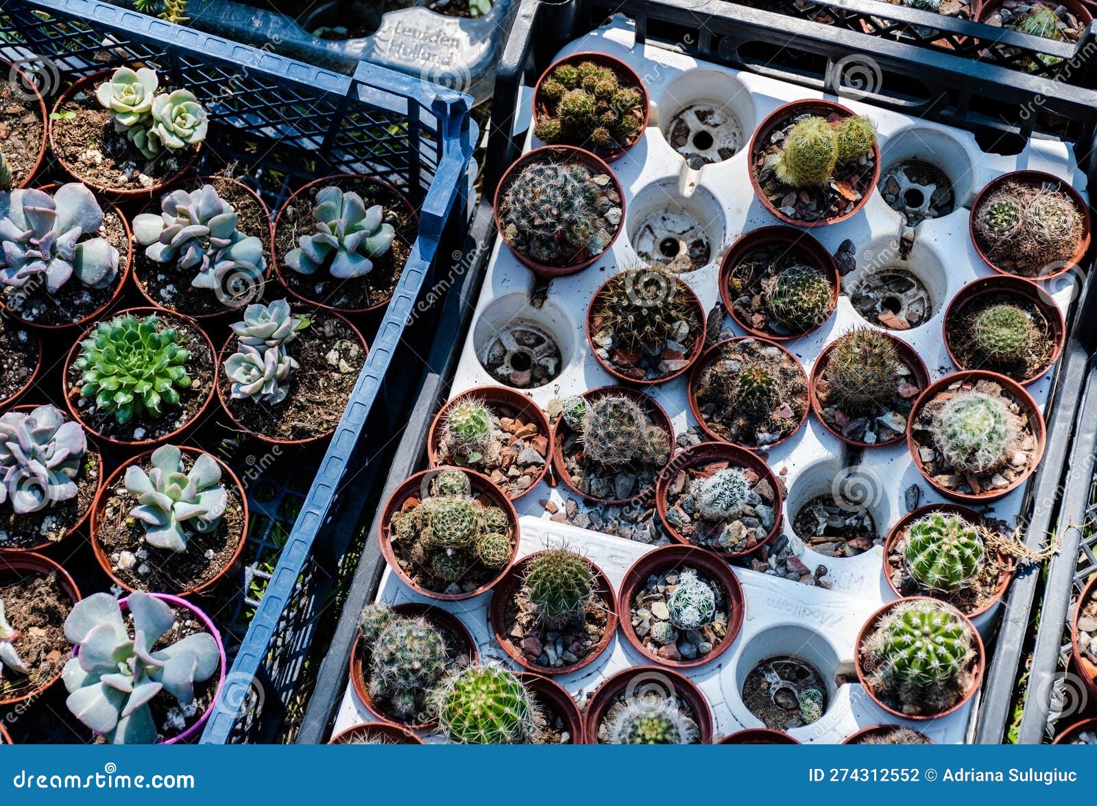 Pots with Different Types of Plants Stock Photo - Image of gardening ...