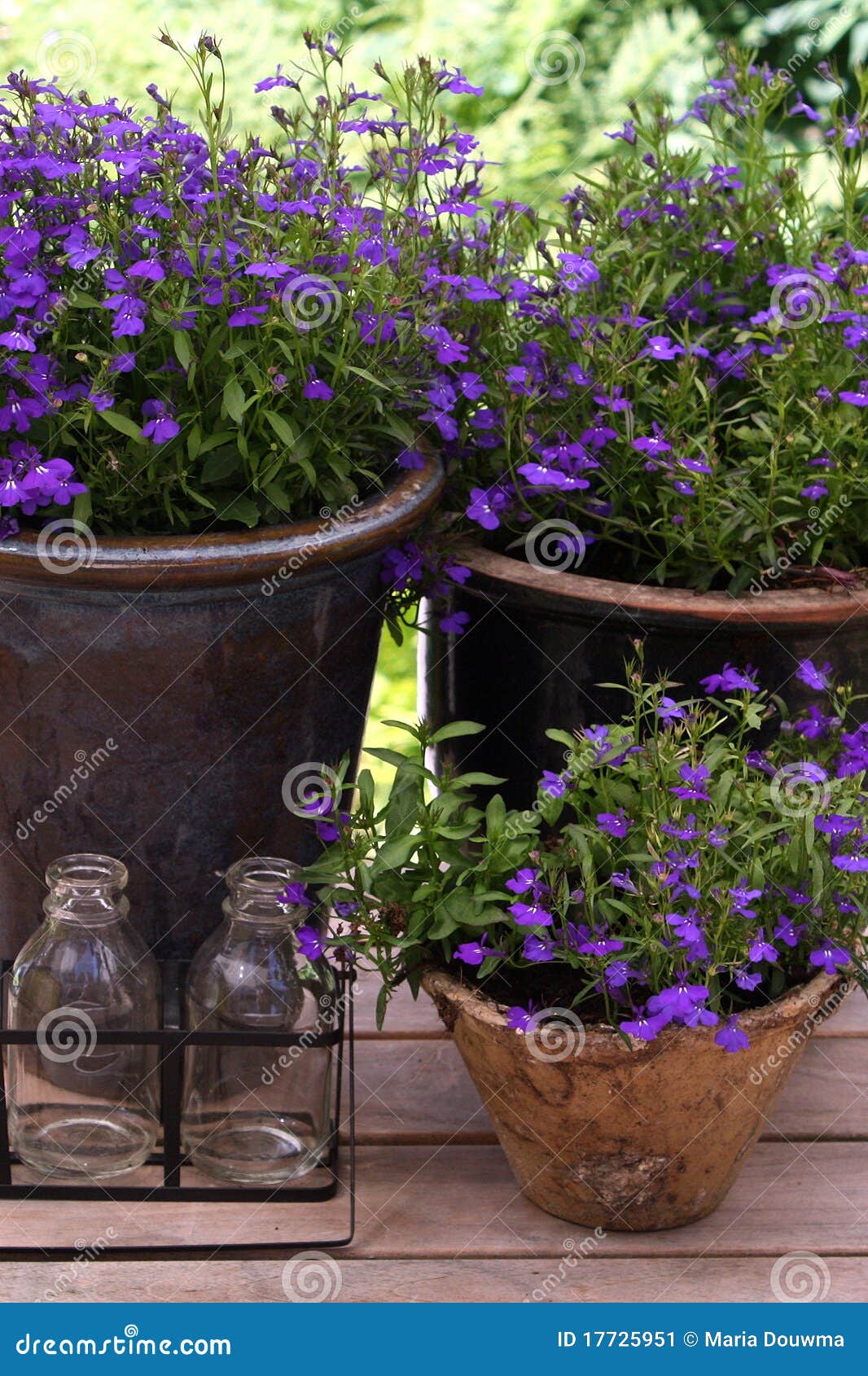 Pots filled with Lobelia stock image. Image of flowers - 17725951