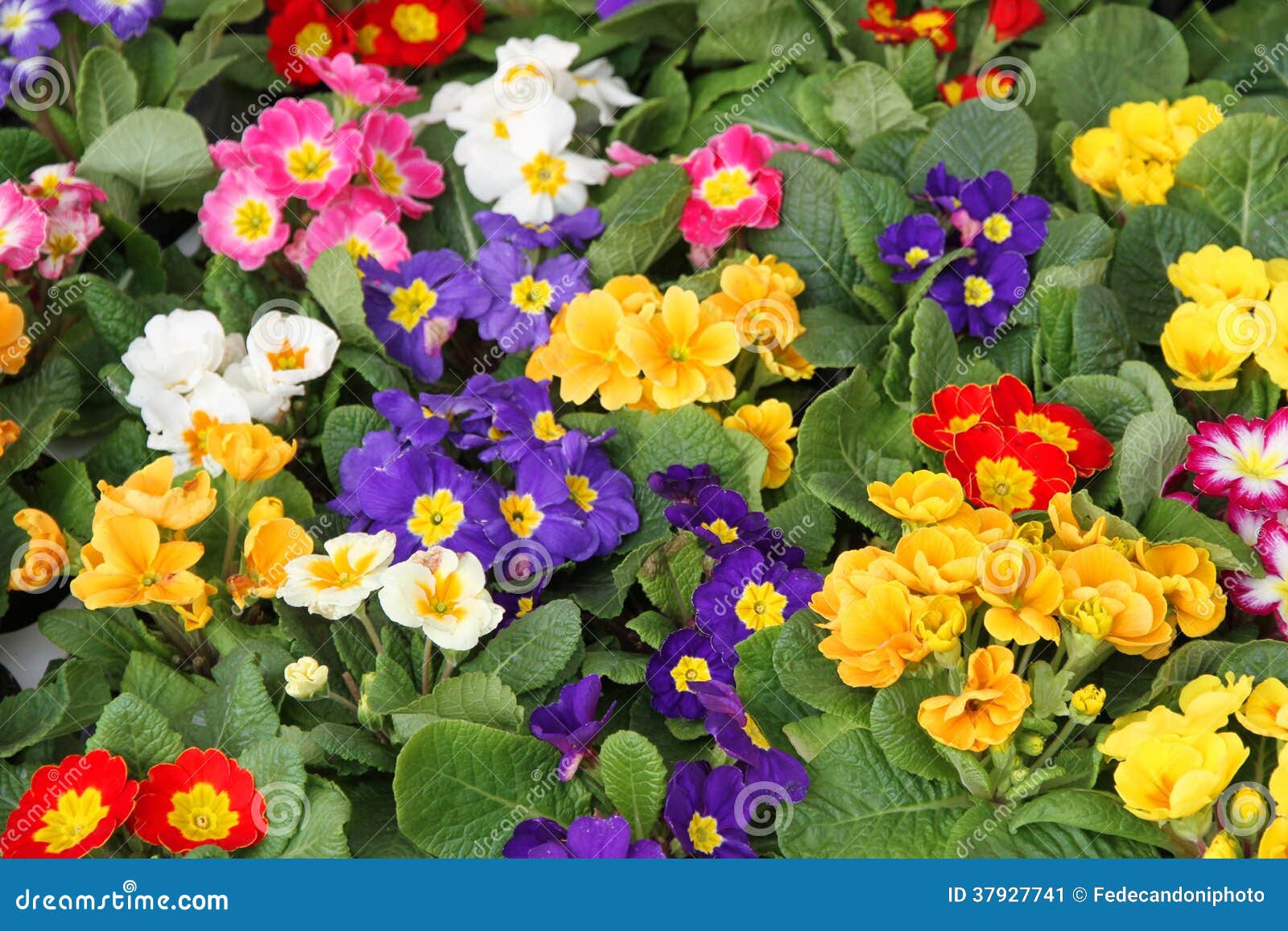 Pots of Flowering in Primula Spring in Wholesale 1 Stock Image - Image ...