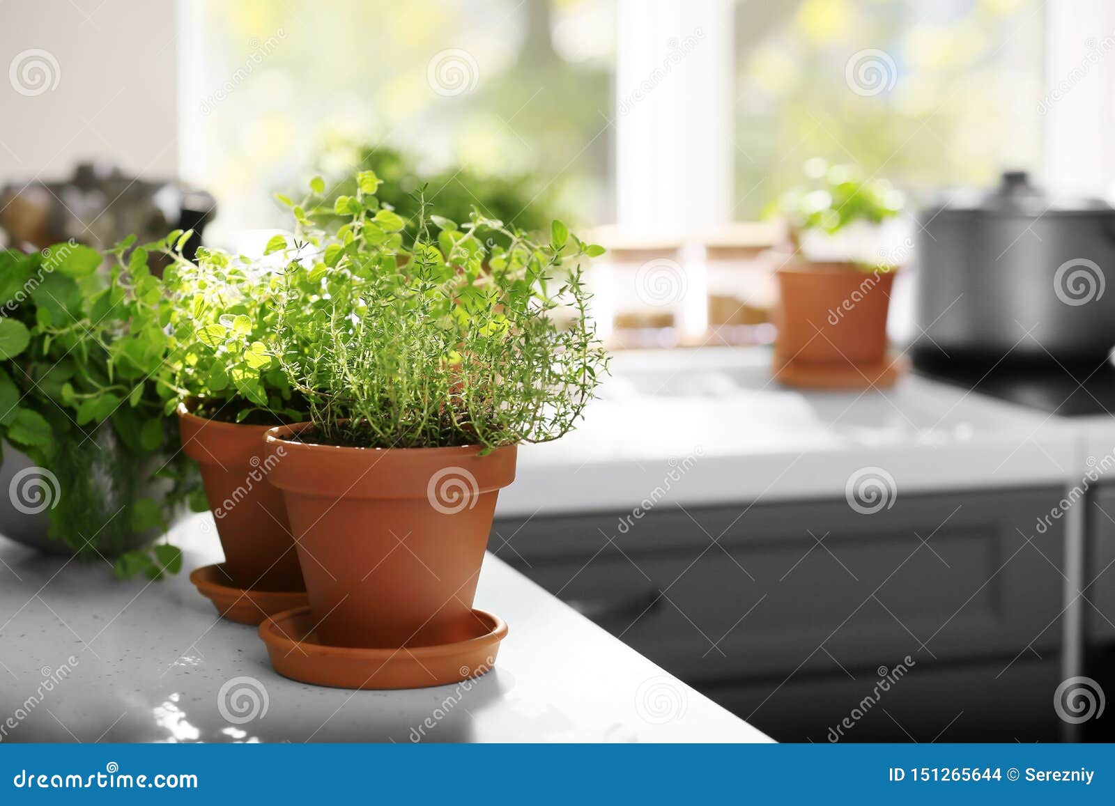 Pots with Fresh Aromatic Herbs on White Table in Kitchen Stock Photo ...