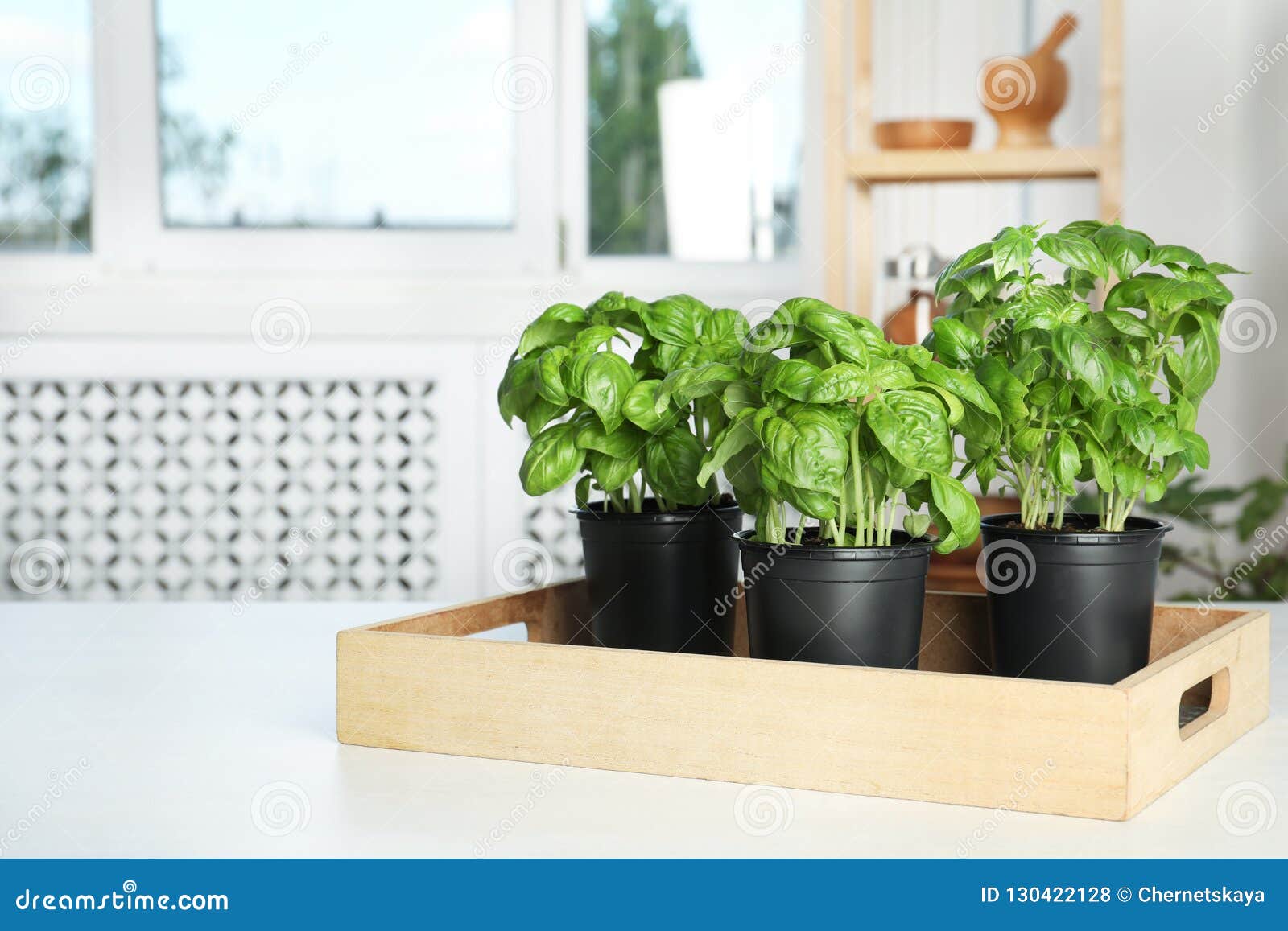 Pots with Fresh Green Basil on Kitchen Table Stock Photo - Image of ...