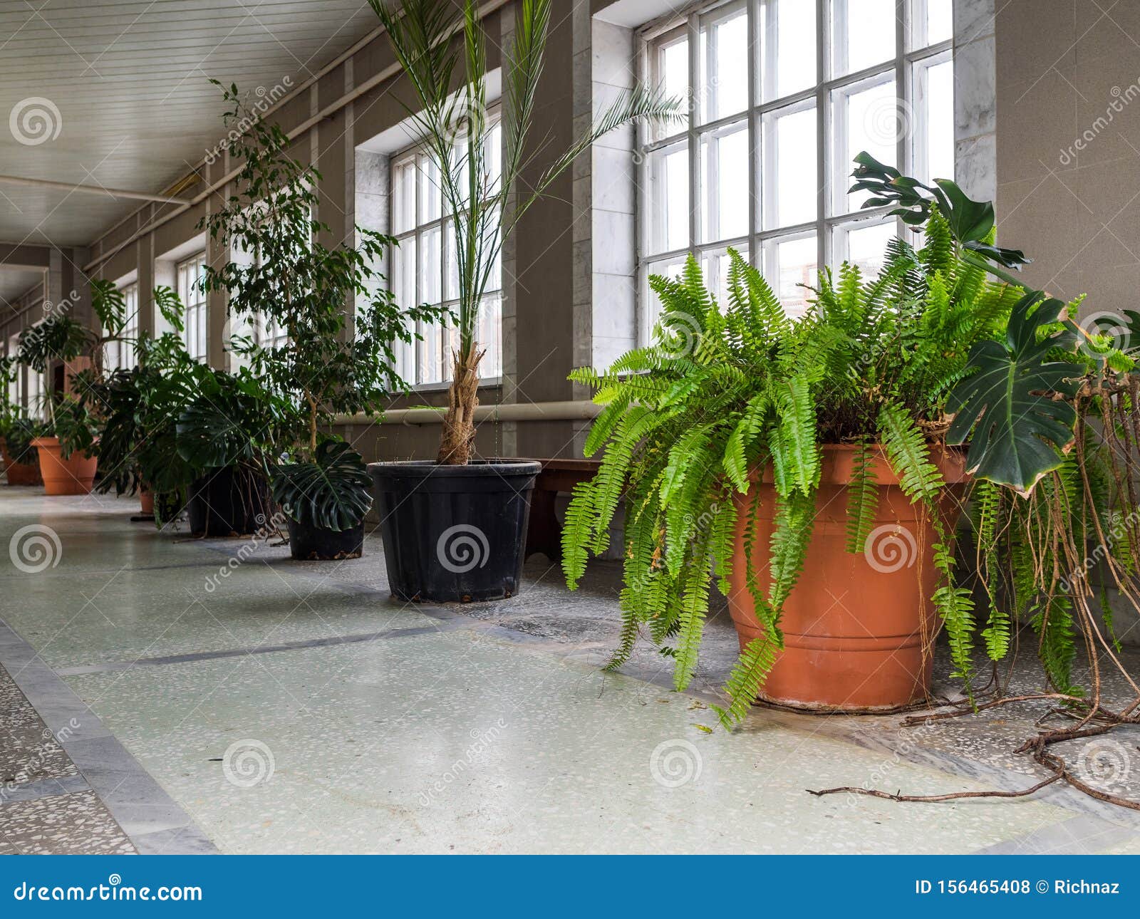Pots with High Flowers in a Corridor. Houseplants of Different Types ...