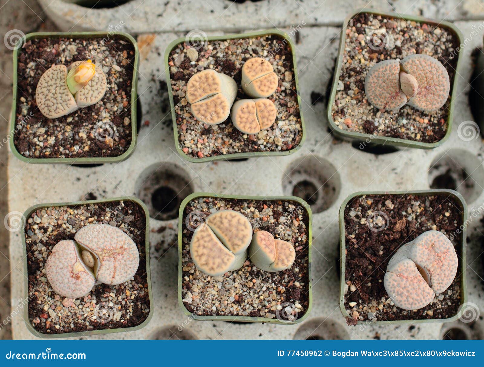 Pots with lithops stock photo. Image of living, macro - 77450962