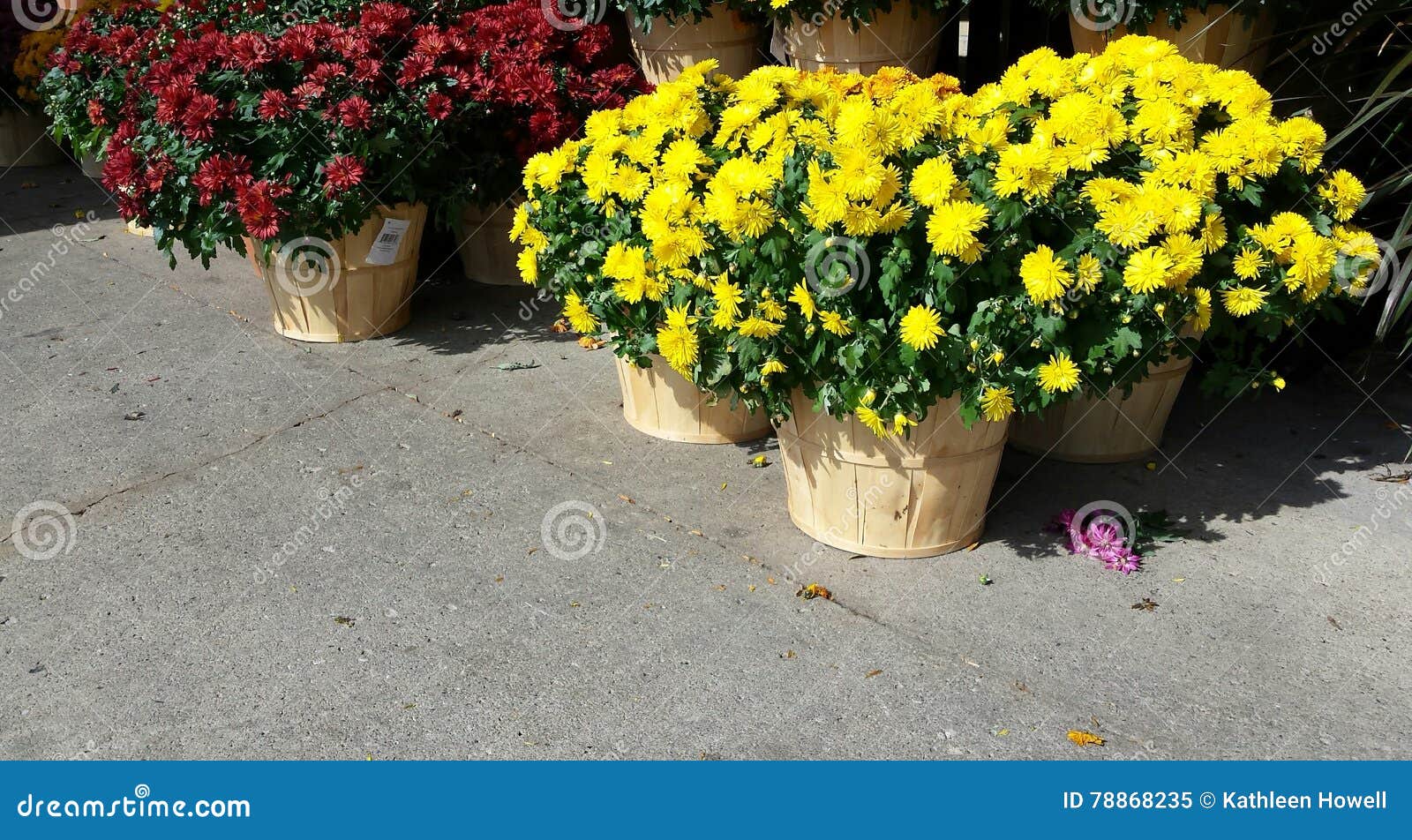 Pots of Mums stock image. Image of basket, shadow, planters - 78868235