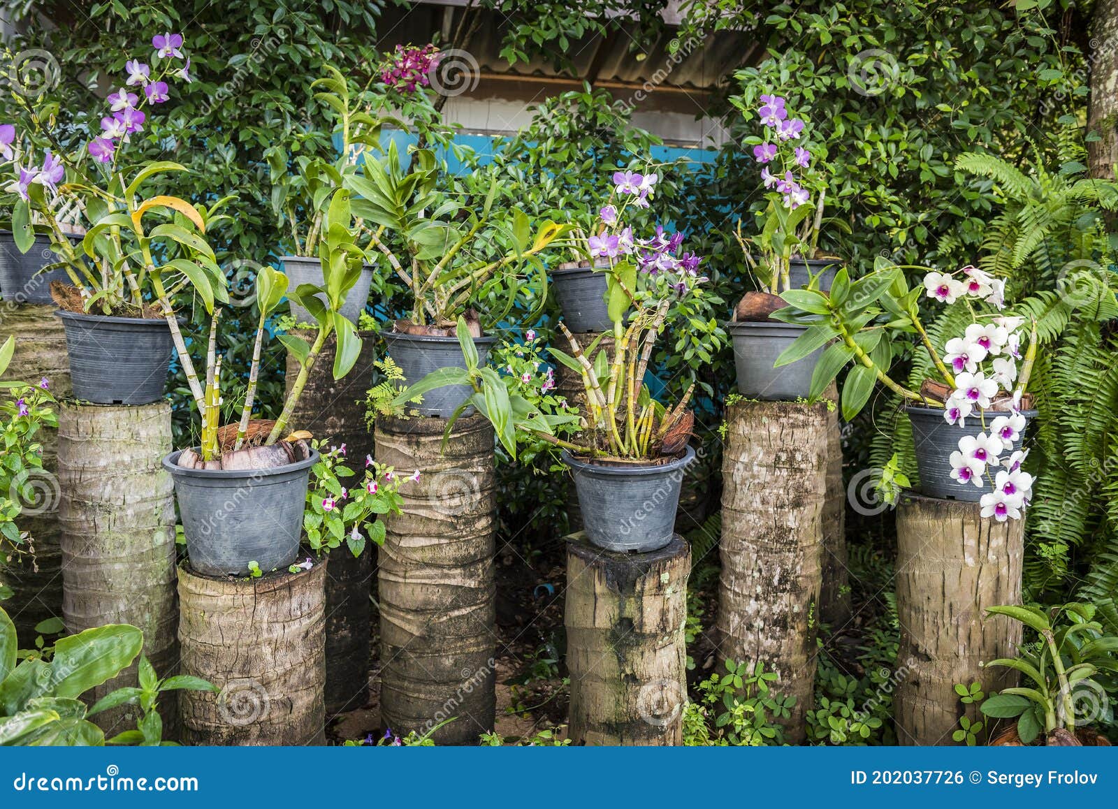 Pots with Orchids on Stands Made of Palm Trees Stock Photo - Image of ...