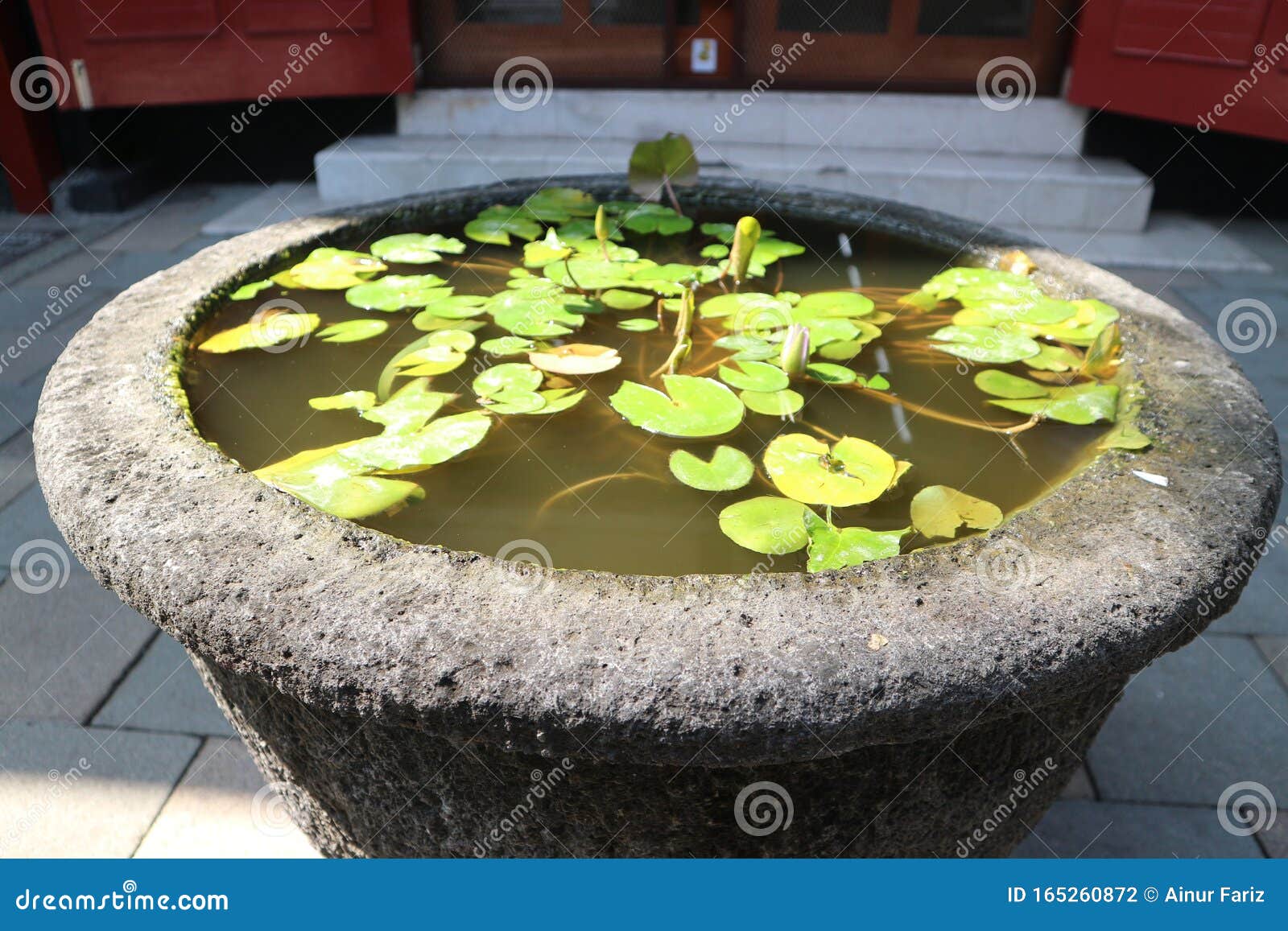 Pots Planted Lotus on Home Garden Stock Photo - Image of lotus, blossom ...