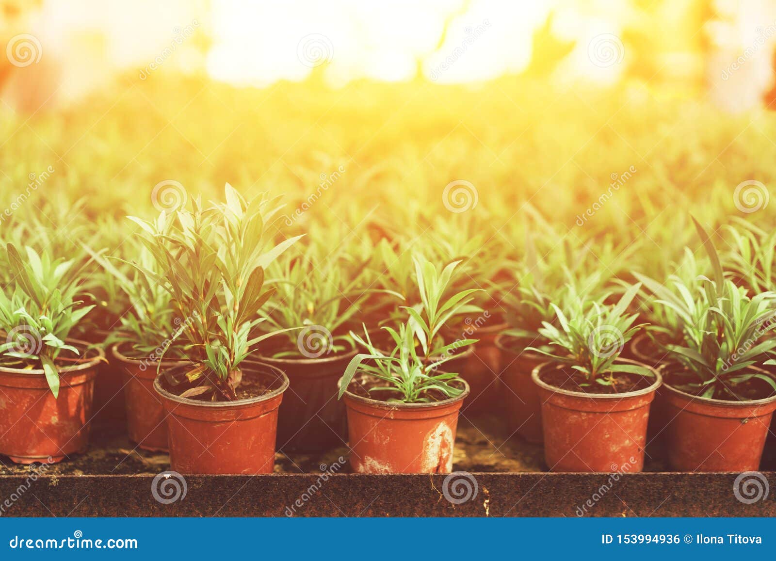 Pots with Plants in the Greenhouse at Sunset Light Stock Photo - Image ...