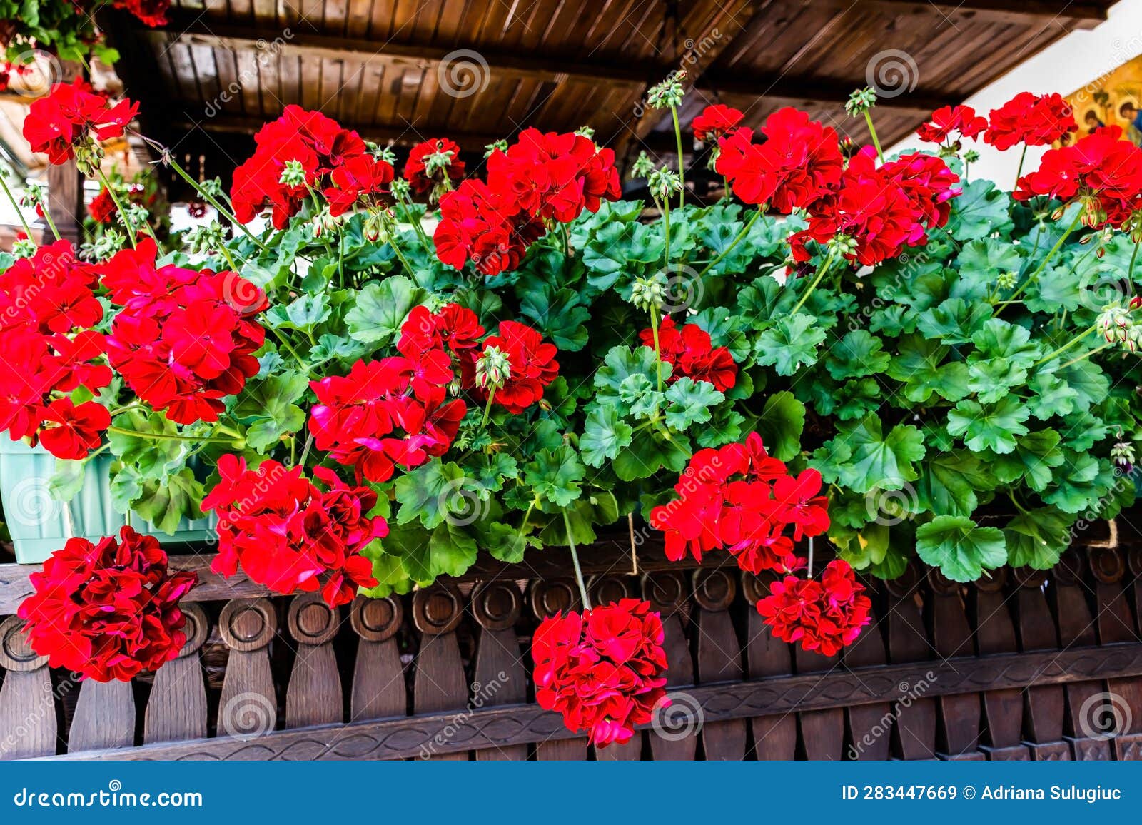 Pots of Red Geranium Flowers Stock Image - Image of botany, foliage ...