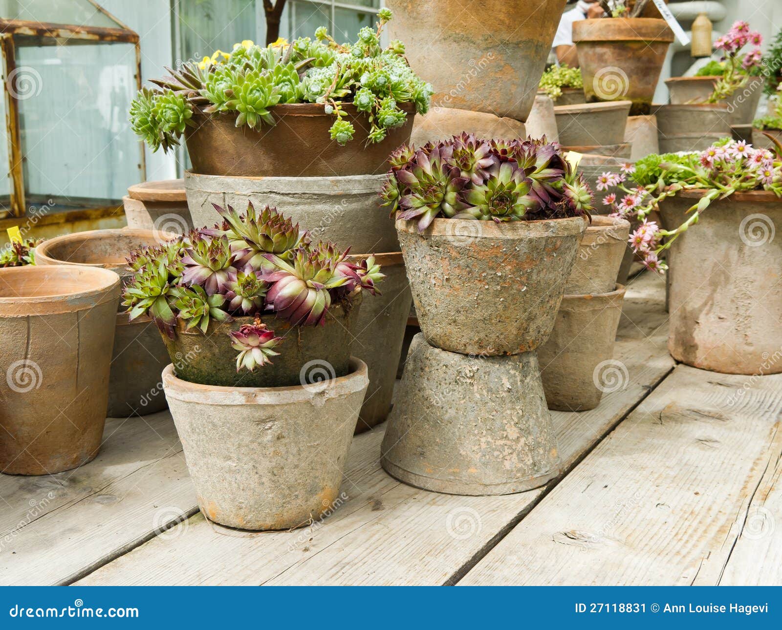 Pots with sedum plants stock image. Image of plant, garden - 27118831