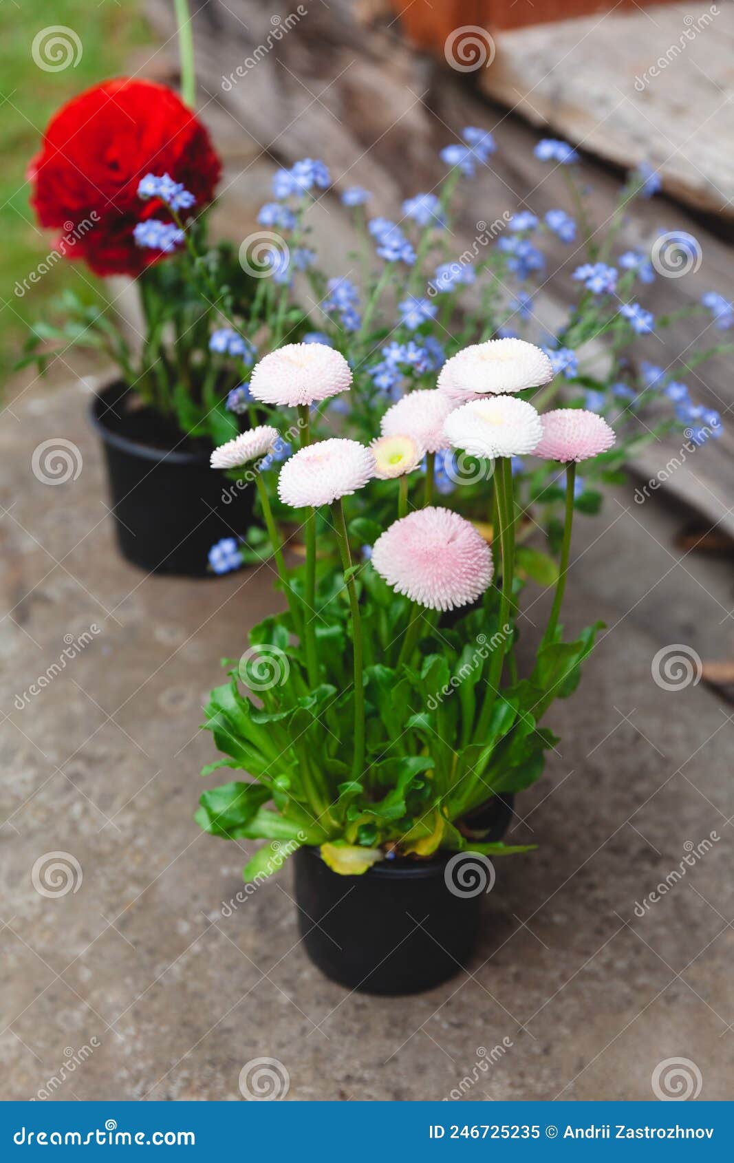 Pots of Spring Flowers in the Backyard, Vertical. Decorative Plants ...