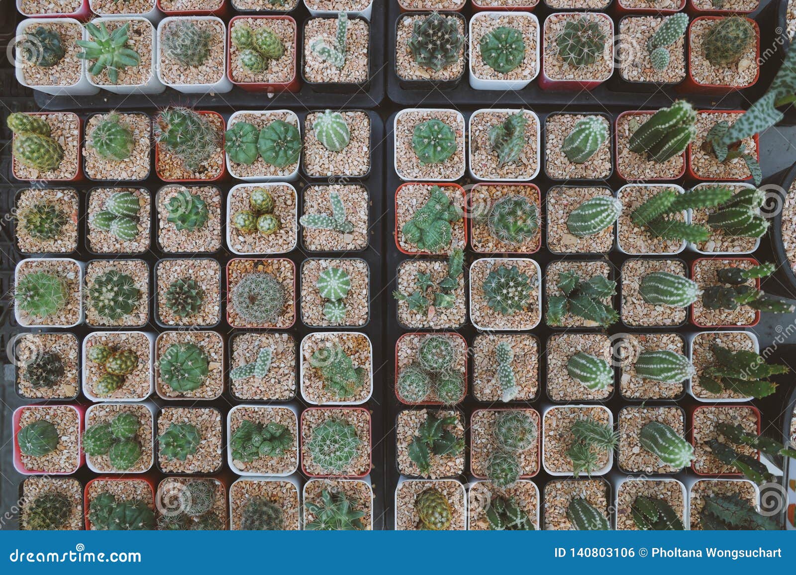 Pots in Square Shape, Put Many Cactus Plants in Pots Stock Photo ...