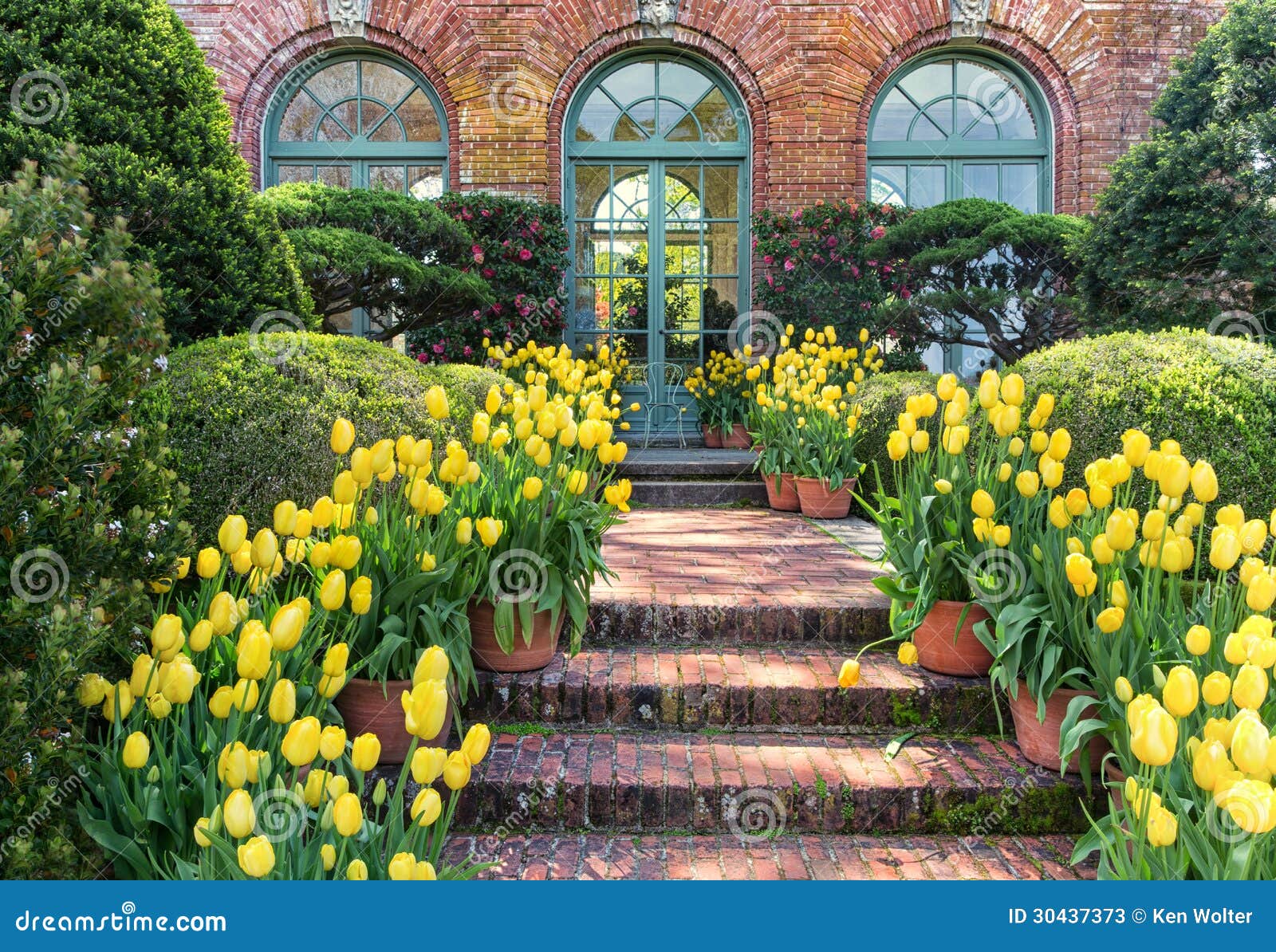 Pots of Yellow Tulips stock image. Image of nature, gardens - 30437373