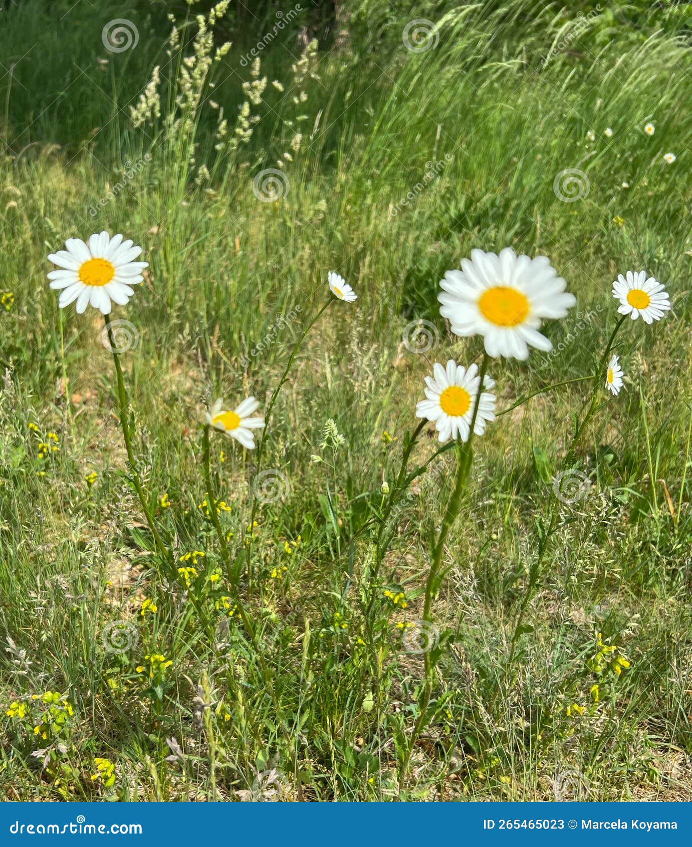 Daisy stock image. Image of daisy, berlin, potsdam, 2022 - 265465023