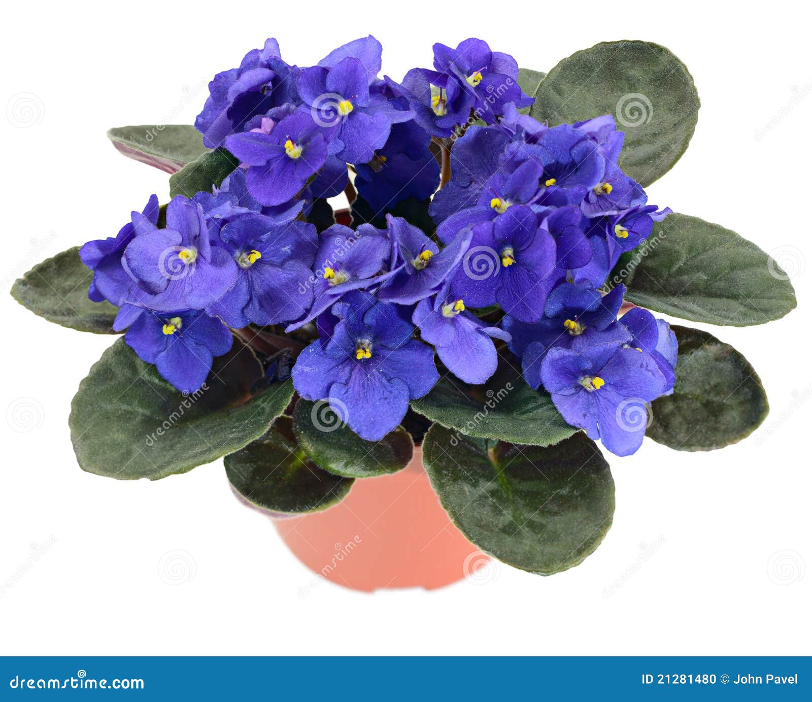 Potted African Violet (Saintpaulia Ionantha) Stock Photo - Image of ...