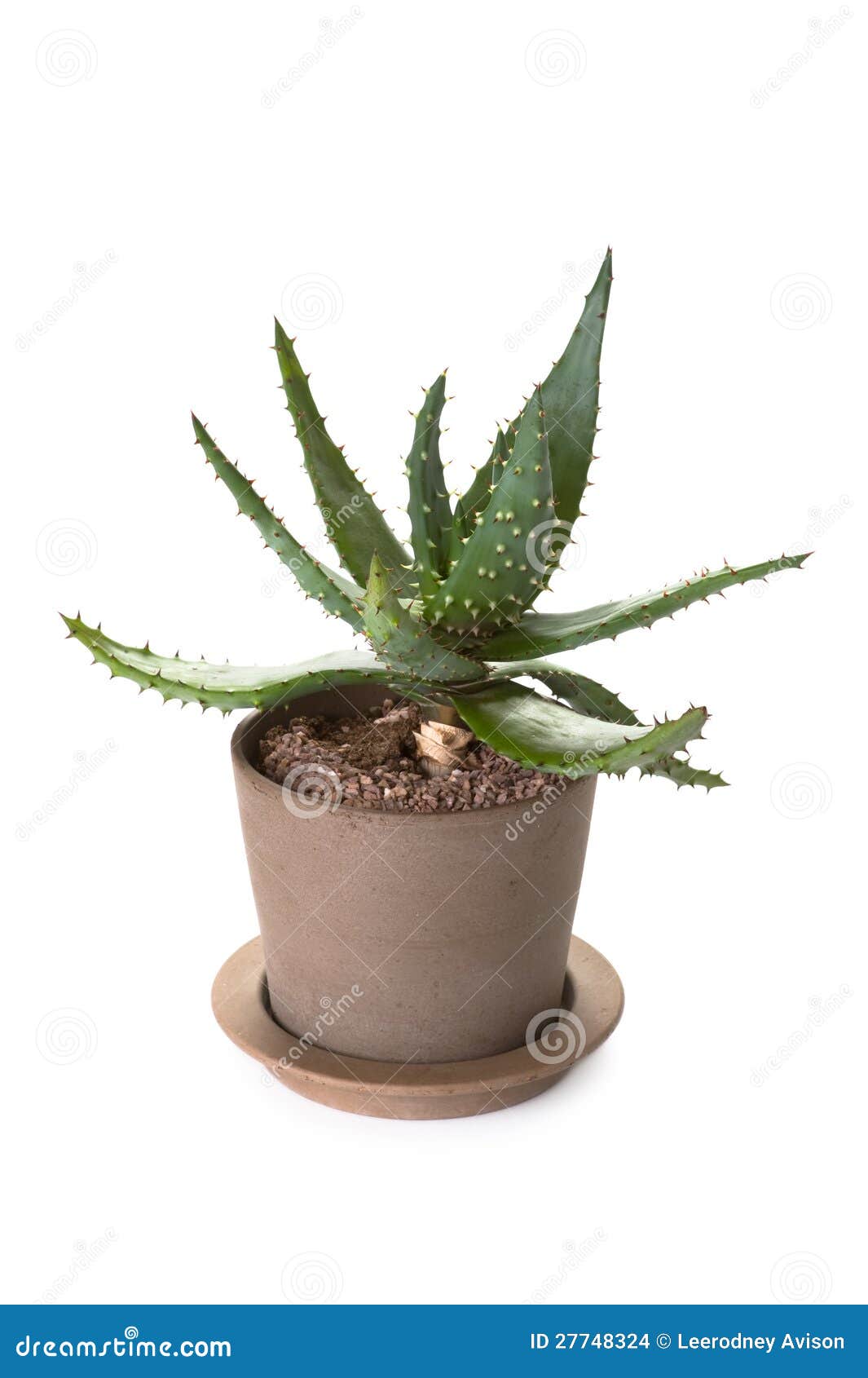 Potted aloe vera plant stock photo. Image of living, grow - 27748324