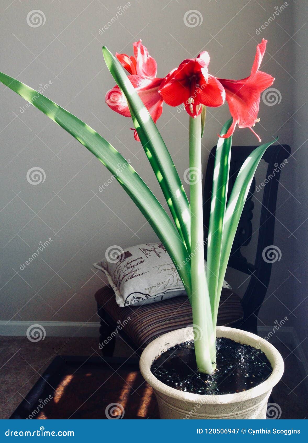 Potted Amaryllis stock image. Image of pillow, houseplants - 120506947