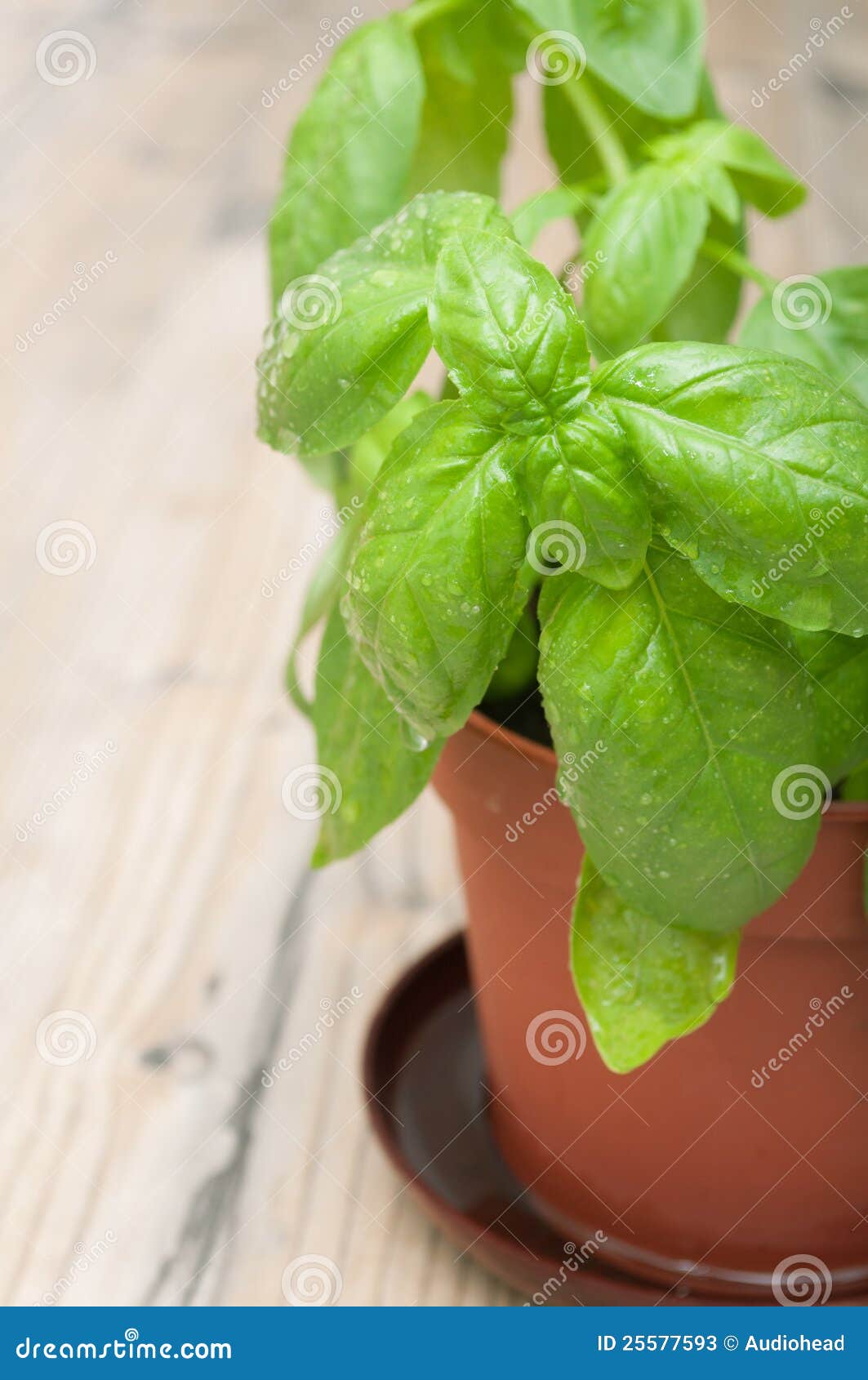 Potted Basil stock image. Image of growth, plant, herb - 25577593
