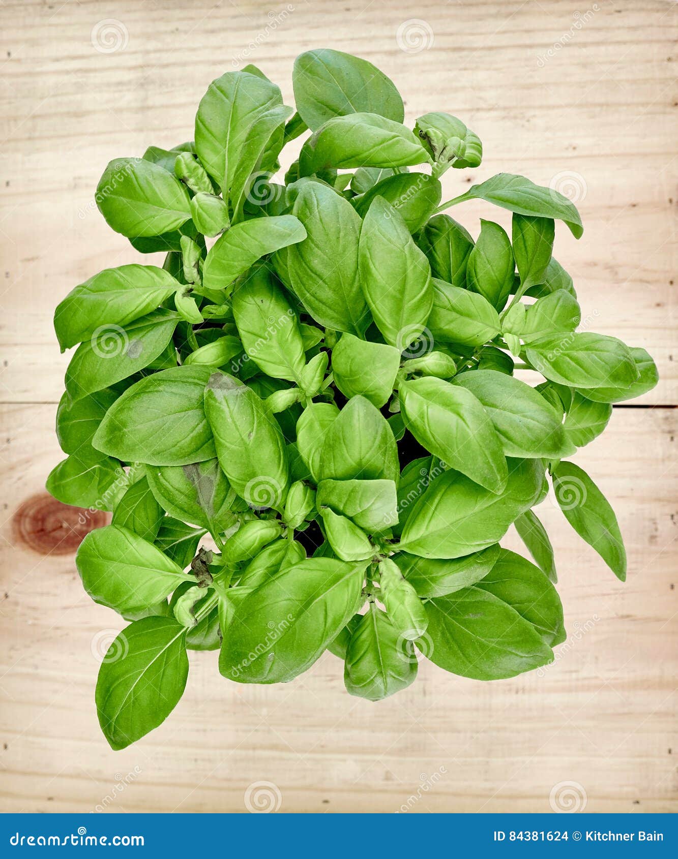 Potted Basil Plant stock photo. Image of herb, natural - 84381624