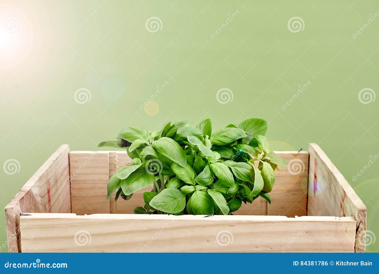 Potted Basil Plant stock photo. Image of gardening, natural - 84381786