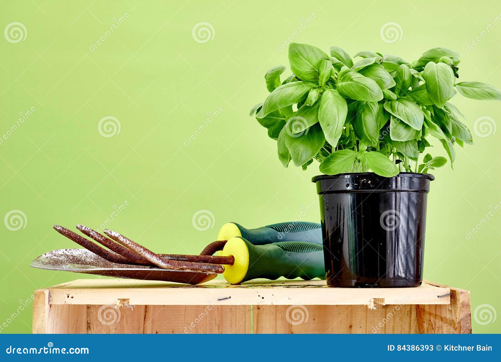 Potted Basil Plant stock image. Image of fresh, living - 84386393