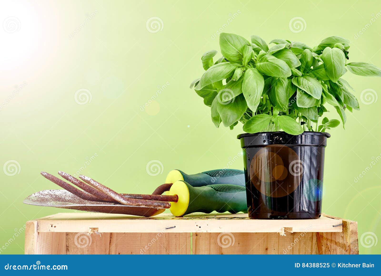 Potted Basil Plant stock image. Image of grow, basil - 84388525