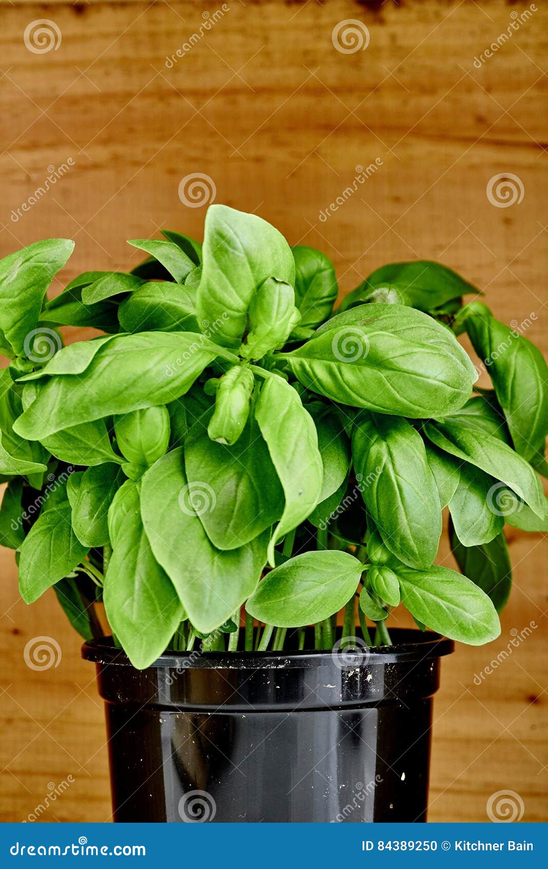 Potted Basil Plant stock photo. Image of fresh, ocimum - 84389250
