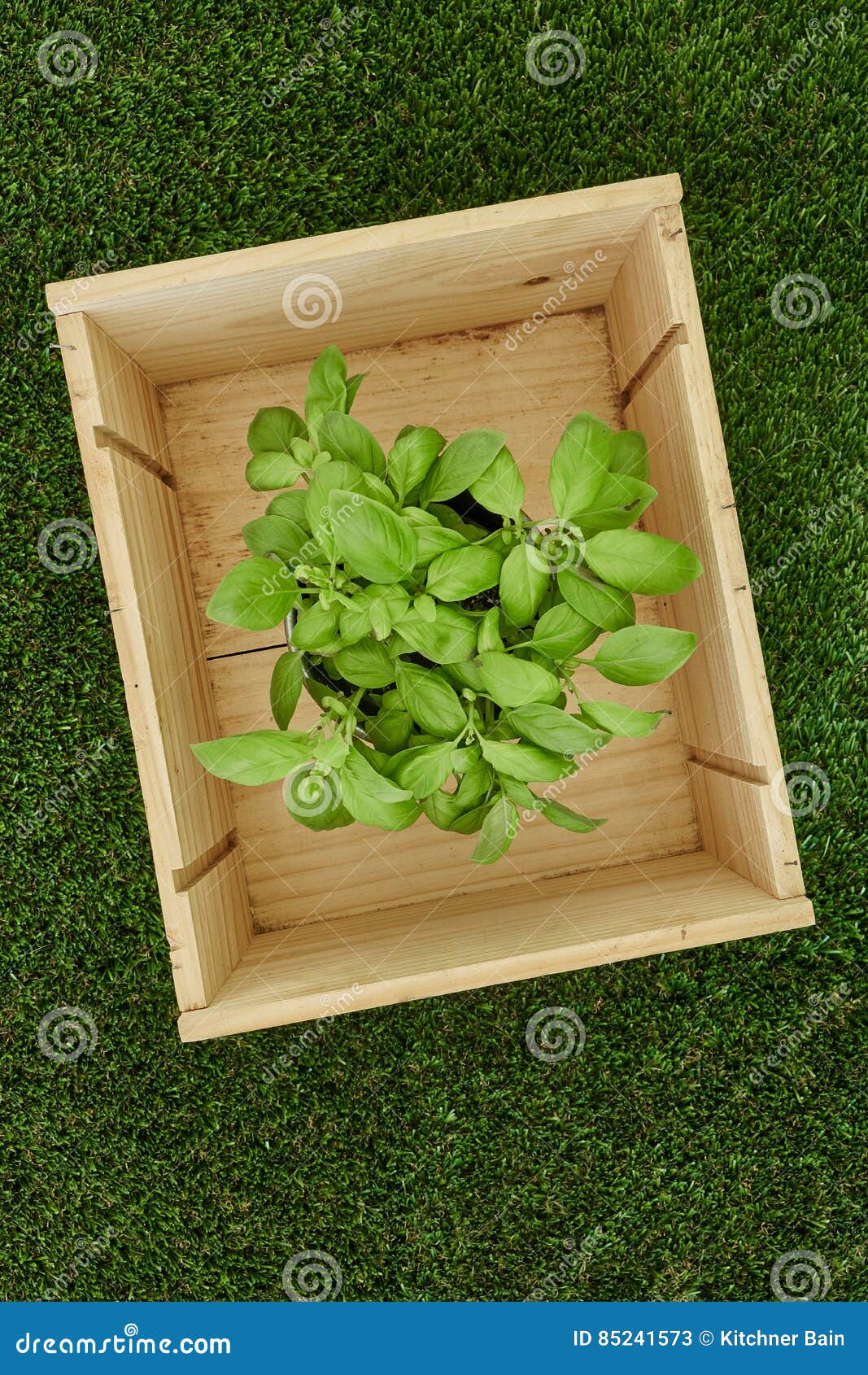 Potted Basil Plant stock image. Image of basilicum, reflection - 85241573