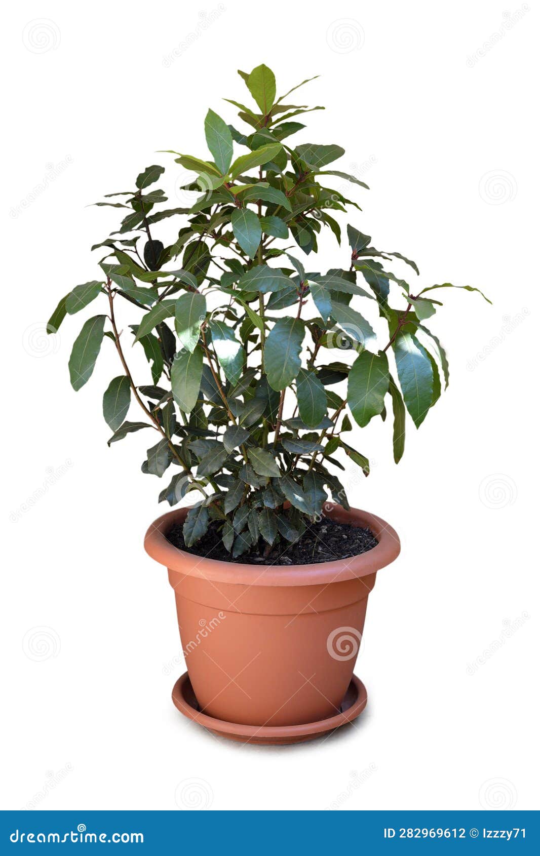 Potted Bay Tree Isolated on White Background Stock Photo - Image of ...