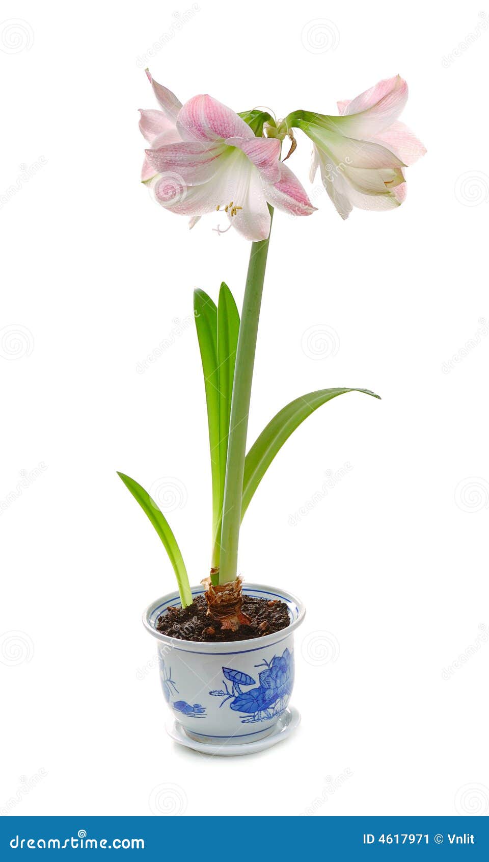 Potted blooming amaryllis stock image. Image of flower - 4617971