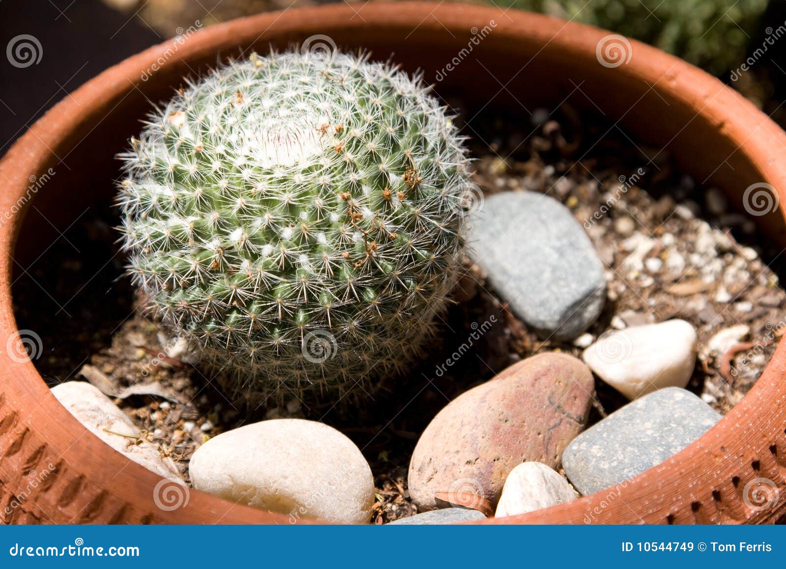 Potted Cactus stock image. Image of idea, florist, decorative - 10544749