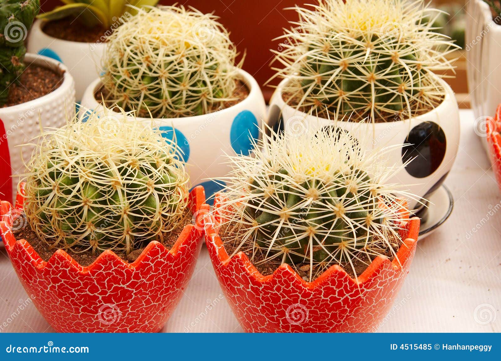 Potted cactus stock image. Image of interiors, gardening - 4515485