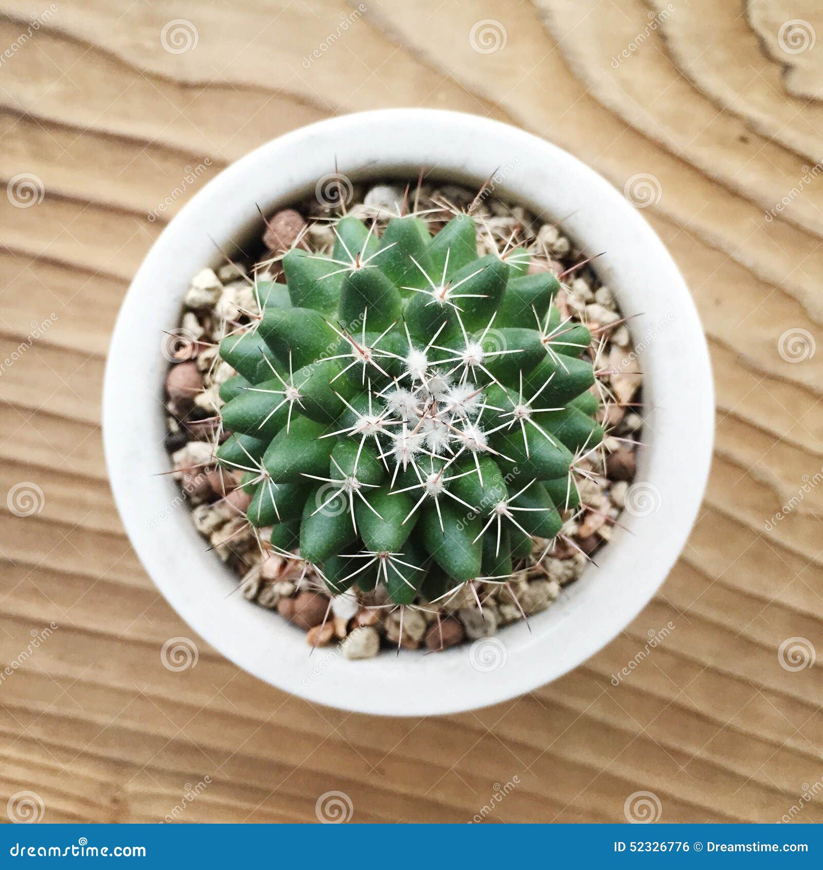 Potted Cactus stock photo. Image of cactus, green, closeup - 52326776
