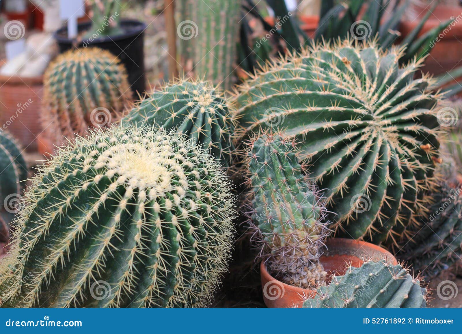 Potted Cactus in a garden stock photo. Image of echinocactus - 52761892