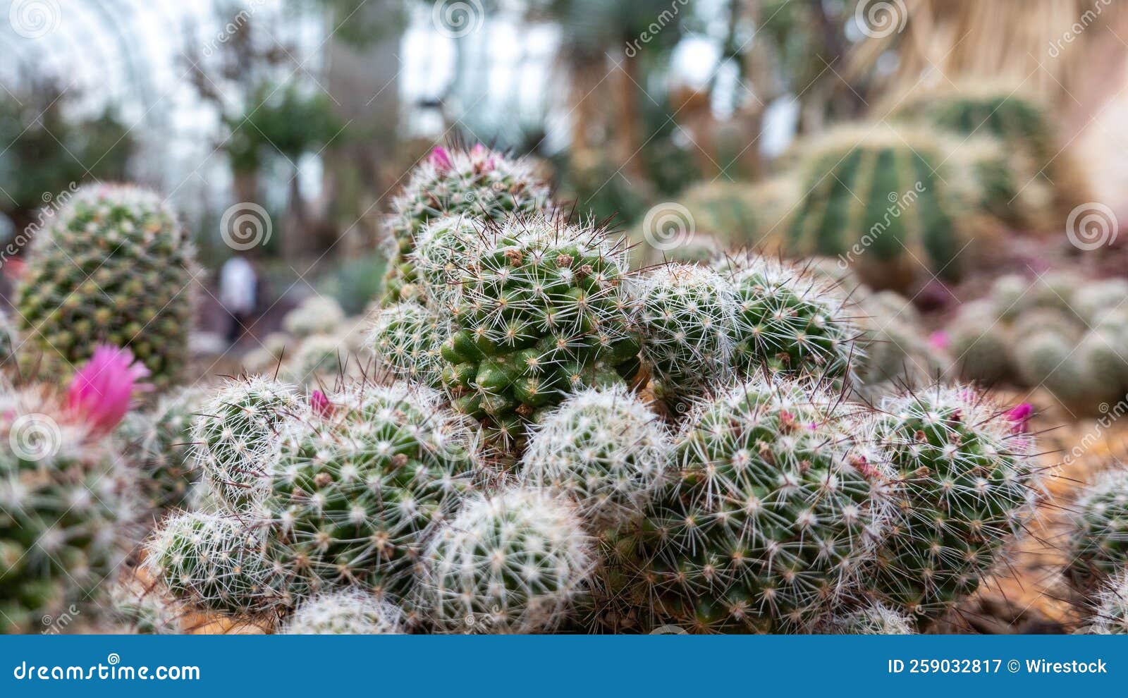 Potted Cactus with Sharp Thorns Stock Image - Image of park, fresh ...