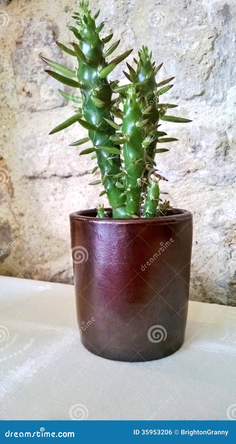 Potted cactus stock photo. Image of small, houseplant - 35953206