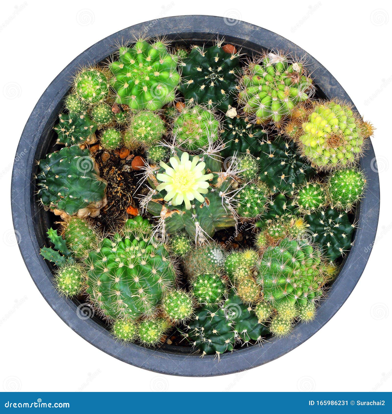 Potted Cactus Top View Isolated on White Stock Image - Image of farm ...