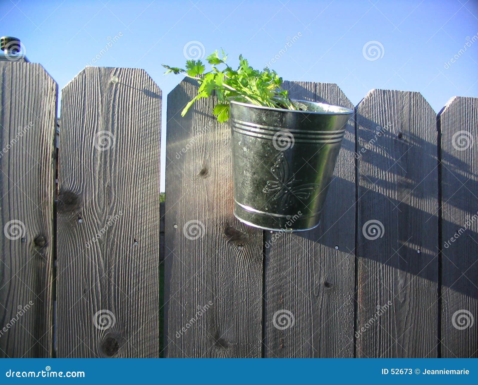 Potted Cilantro on a Fence stock image. Image of spring - 52673