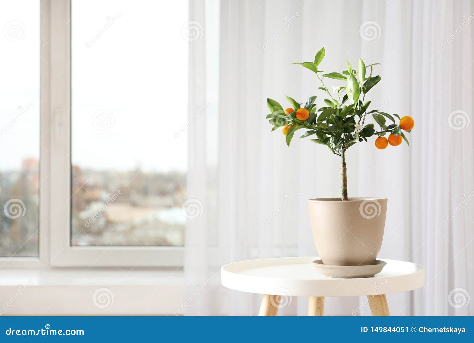 Potted Citrus Tree on Table Near Window Indoors. Stock Image - Image of ...